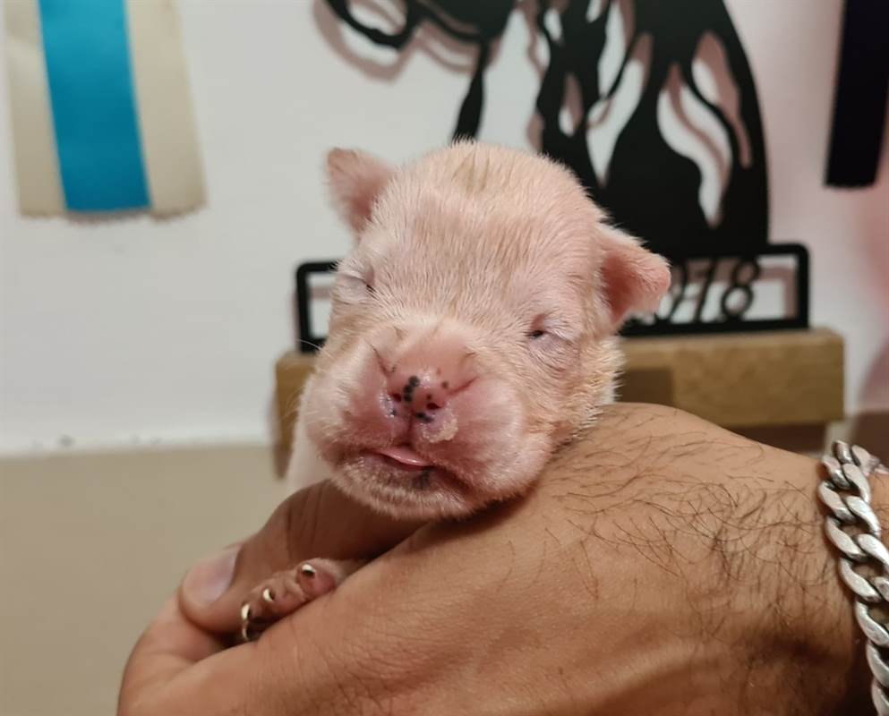 Cuccioli di Razza boxer - Cani - in vendita a Fermo