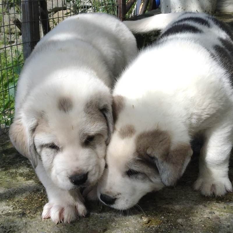 Cuccioli di cane Pastore di Asia Centrale Alabai originale - L'Aquila