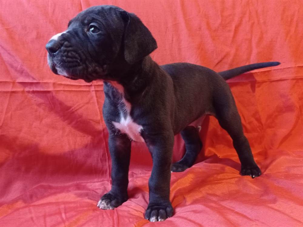 CUCCIOLI DI ALANO - in vendita a Reggio nell'Emilia