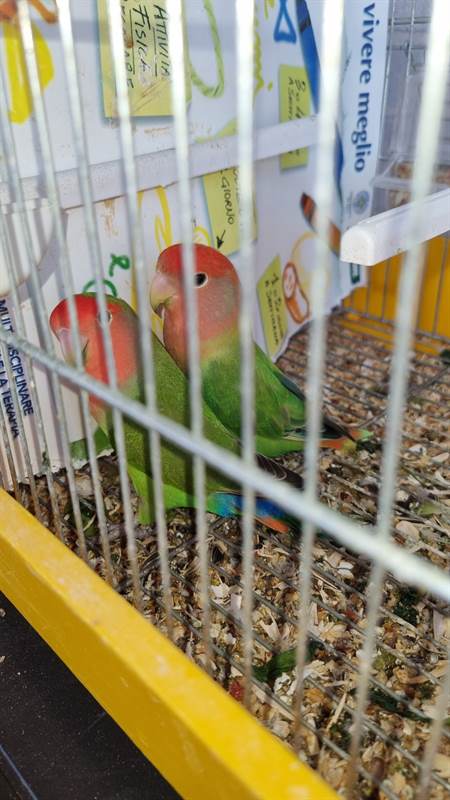 Inseparabili di 7 mesi - Pappagalli a Napoli, Campania
