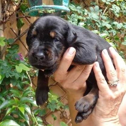 Dobermann cuccioli - in vendita in provincia di Venezia