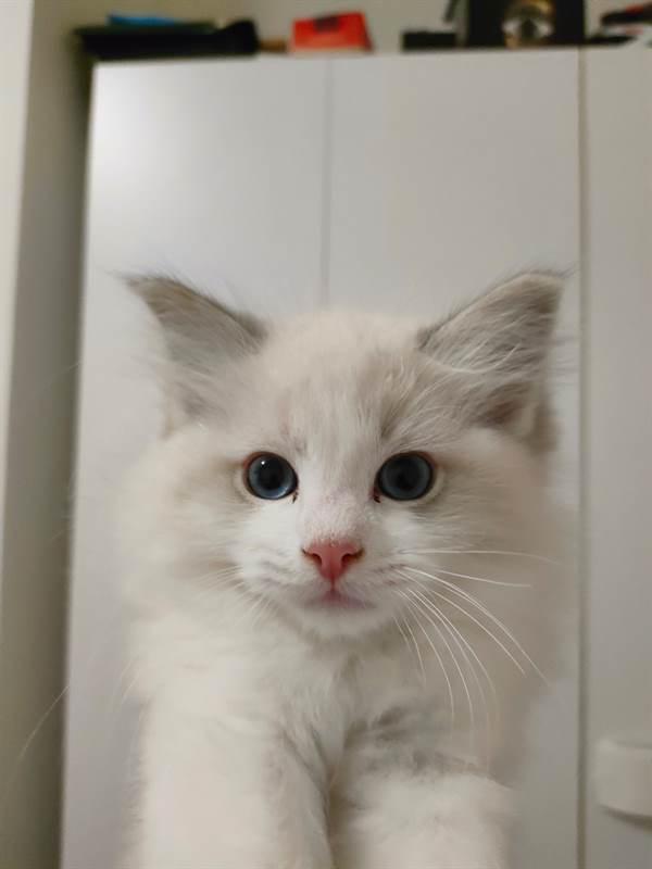 Cucciolo Razza Ragdoll disponibili - Ferrara, Emilia Romagna