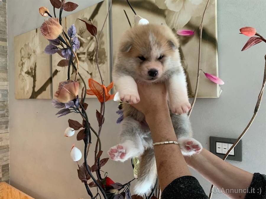 CUCCIOLI AKITA INU CON PEDIGREE, colore fulvo - Torino