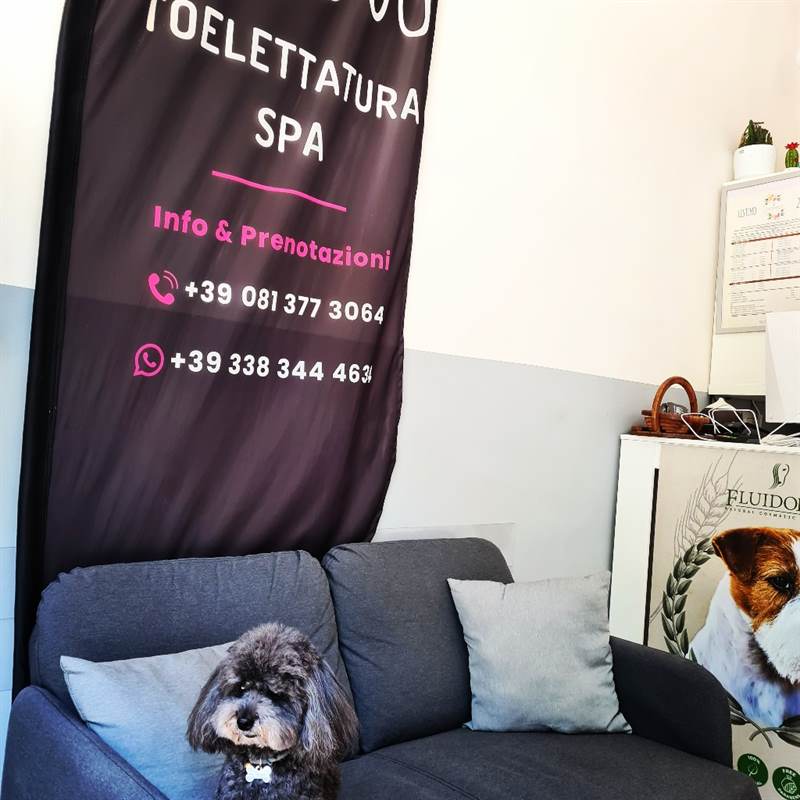 Attività toelettatura - in vendita a Napoli, Campania